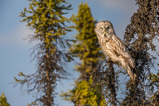 Alaska Wildlife photo gallery