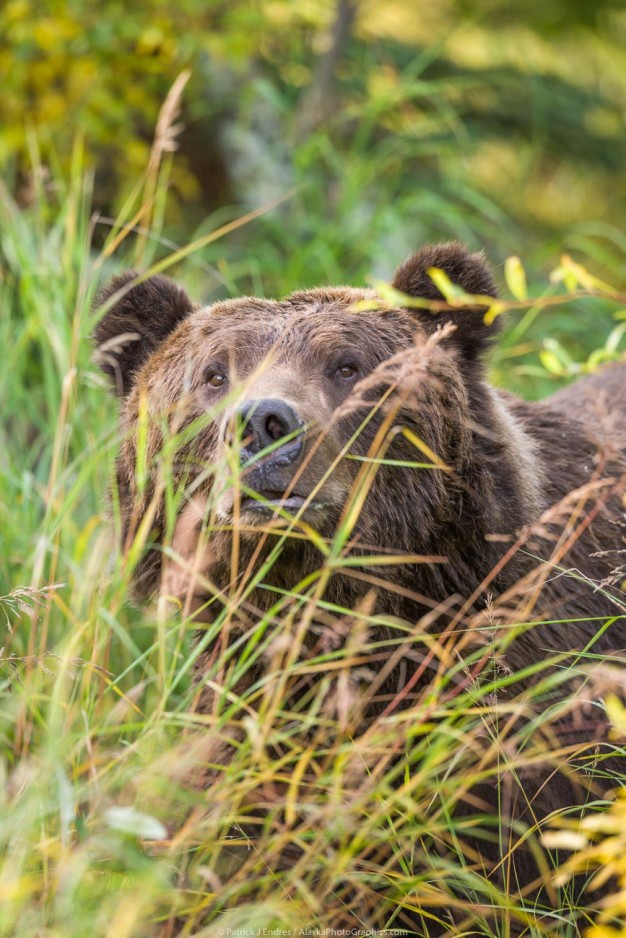 Alaska Wildlife photo gallery