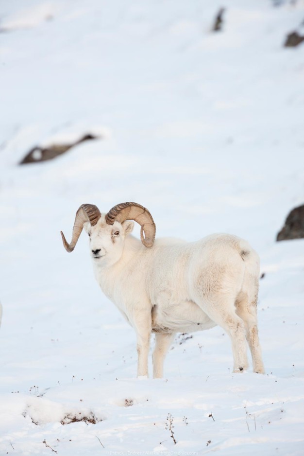 Alaska Wildlife photo gallery