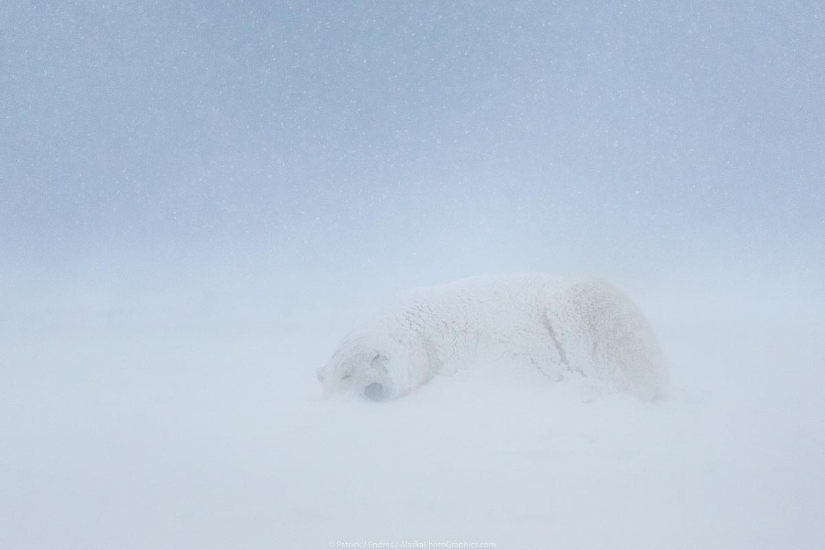 Polar bear in blizzard - AlaskaPhotoGraphics