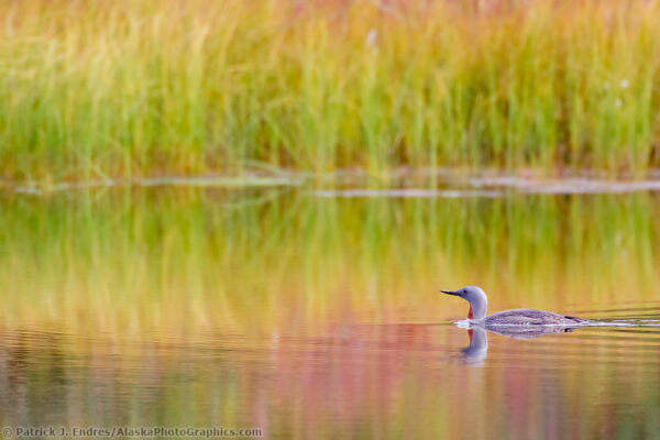 Loon photos from Alaska with natural history information
