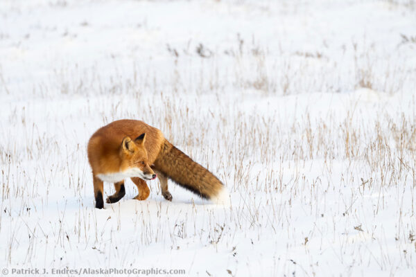 Red fox photos and natural history information.