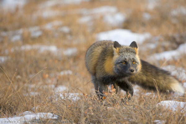Red fox photos and natural history information.