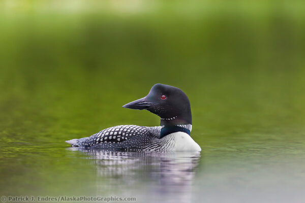 Loon photos from Alaska with natural history information