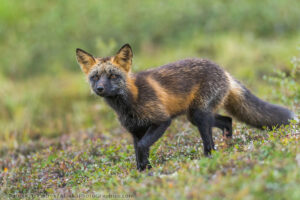 Red fox photos and natural history information.