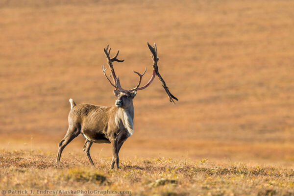 Caribou photos from Alaska and natural history information