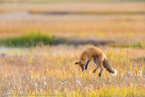Red fox photos and natural history information.