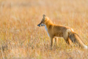 Red fox photos and natural history information.