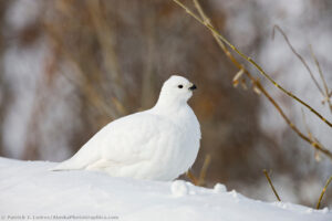 Ptarmigan photos and natural history information