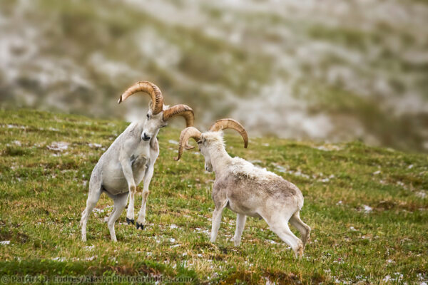 Dall sheep photos from Alaska with natural history information