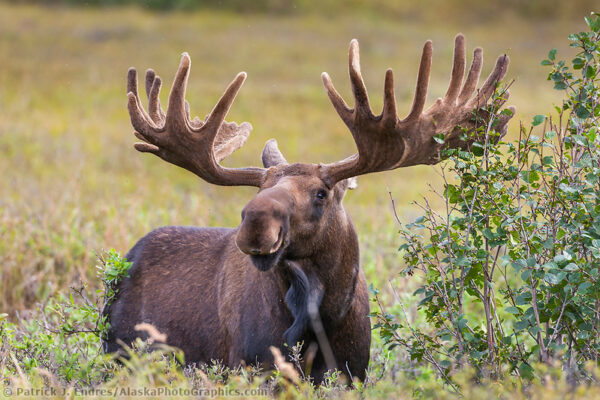 Moose photos from Alaska by photographer Patrick Endres