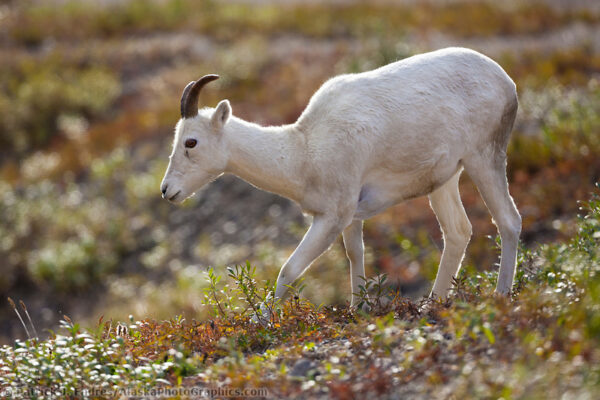 Dall sheep photos from Alaska with natural history information