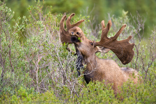 Moose photos from Alaska by photographer Patrick Endres