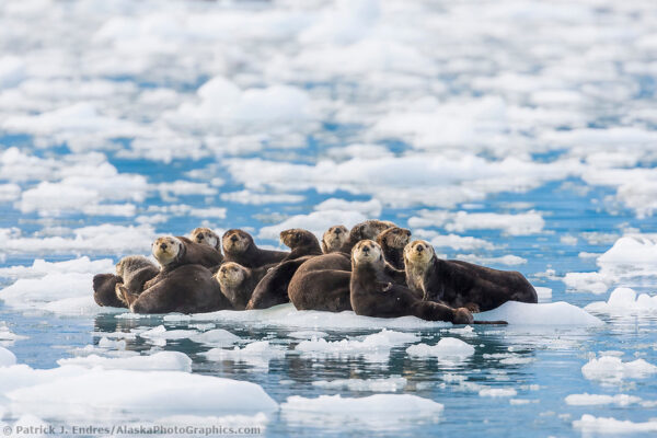 Marine wildlife photos from Alaska's food-rich waters.
