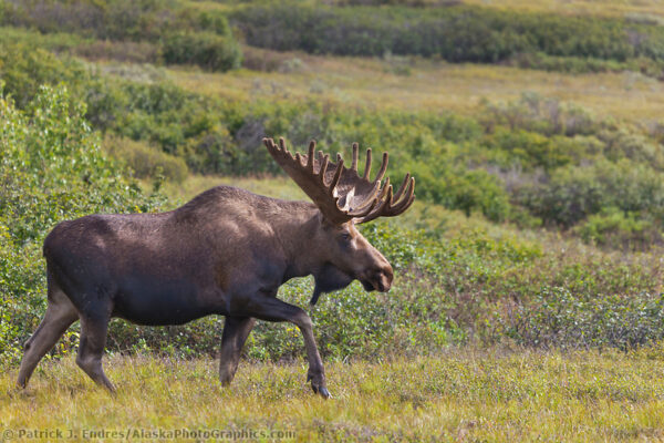 Moose photos from Alaska by photographer Patrick Endres