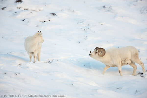 Dall sheep photos from Alaska with natural history information