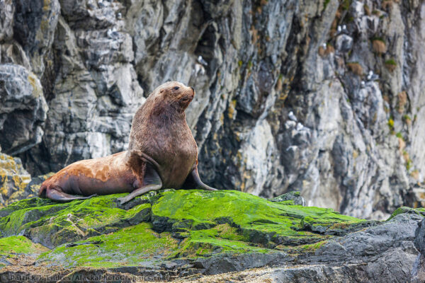 Marine wildlife photos from Alaska's food-rich waters.