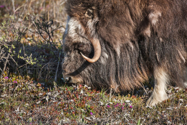 Muskox photos from the for north Arctic regions of Alaska.