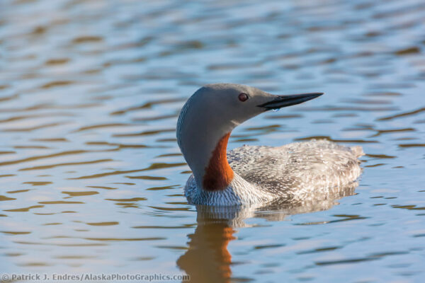 Loon photos from Alaska with natural history information