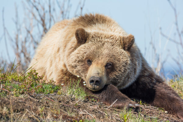 Grizzly bear photos from Alaska's Interior and Arctic landscape.