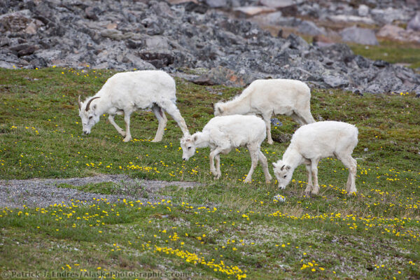Dall sheep photos from Alaska with natural history information