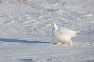 Ptarmigan photos and natural history information