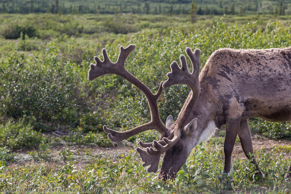 Caribou photos from Alaska and natural history information