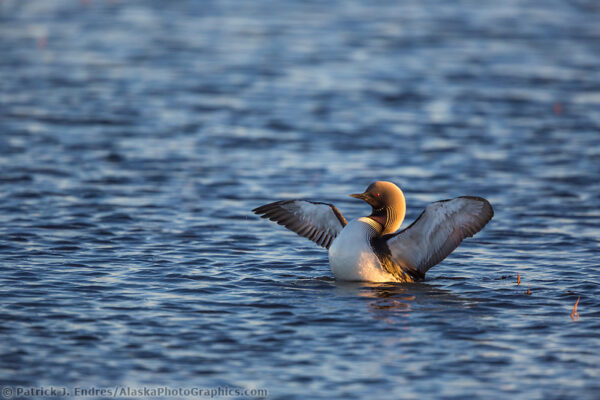 Loon photos from Alaska with natural history information