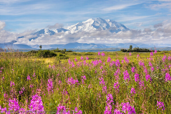 Denali National Park photos