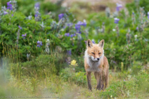 Red fox photos and natural history information.