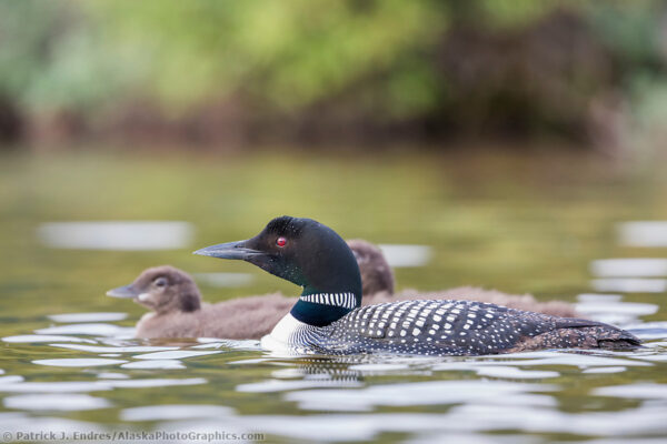 Loon photos from Alaska with natural history information