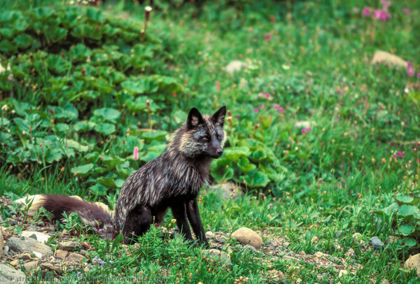 Red fox photos and natural history information.