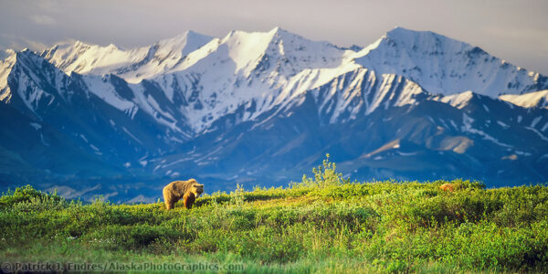 Denali National Park photos