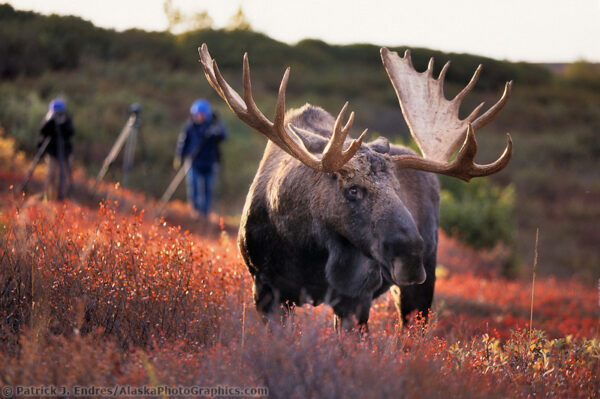 Moose photos from Alaska by photographer Patrick Endres