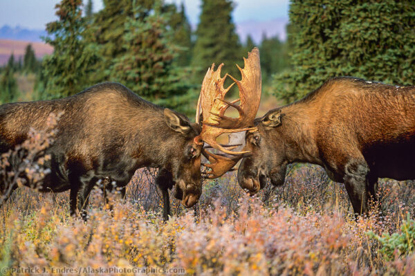 Moose photos from Alaska by photographer Patrick Endres
