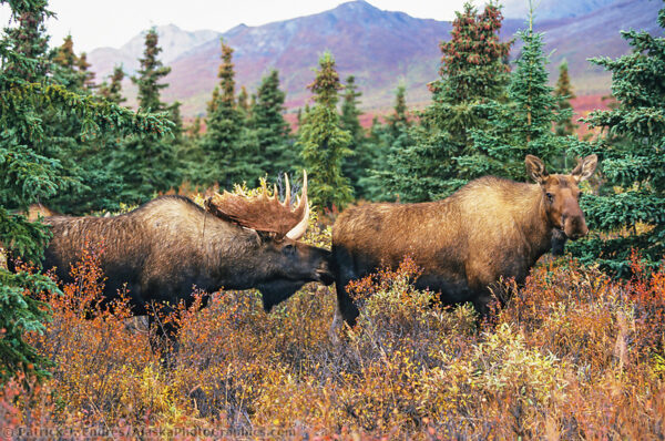 Moose photos from Alaska by photographer Patrick Endres