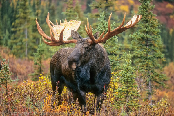 Moose photos from Alaska by photographer Patrick Endres