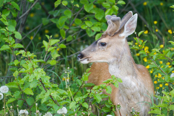 Alaska wildlife photos by Patrick Endres