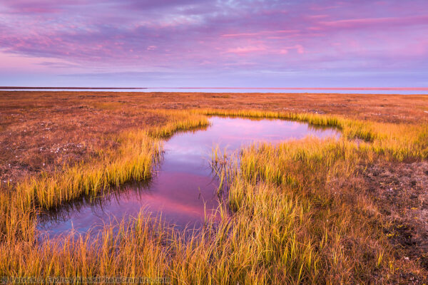 Tundra photos from Alaska's Interior and Arctic landscape.