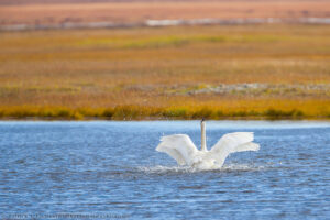 Tundra photos from Alaska's Interior and Arctic landscape.