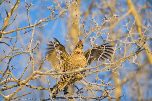 Spruce grouse photos and natural history information.