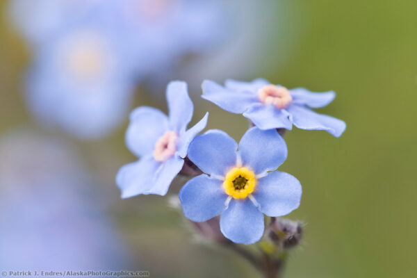 Alaska wildflower photos and natural history information.