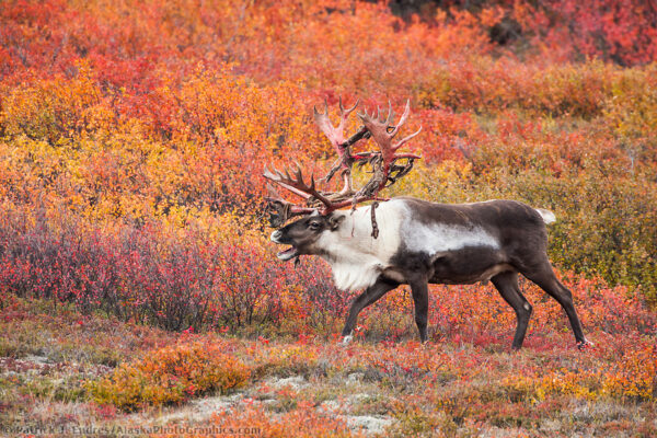 Tundra photos from Alaska's Interior and Arctic landscape.