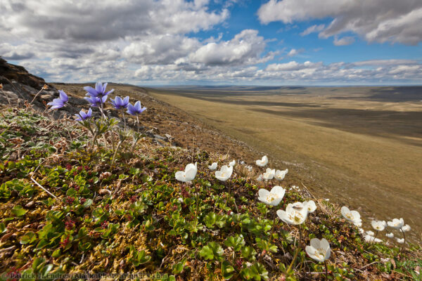 Tundra photos from Alaska's Interior and Arctic landscape.