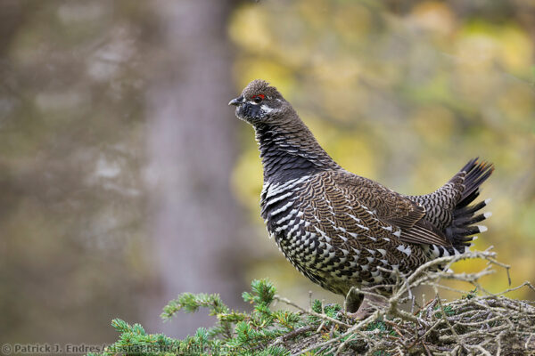 Spruce grouse photos and natural history information.