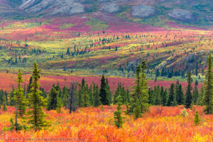 Tundra photos from Alaska's Interior and Arctic landscape.