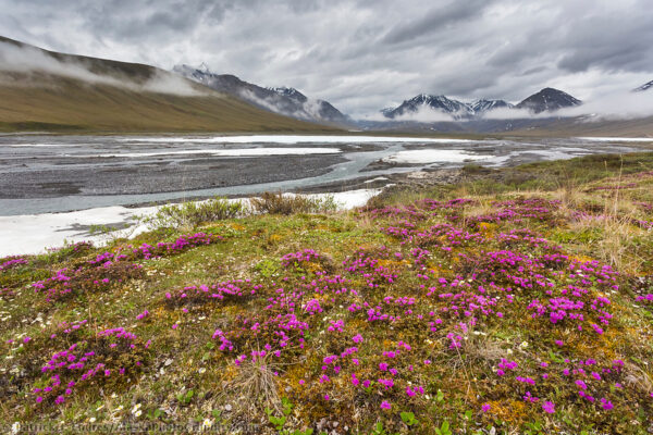Alaska wildflower photos and natural history information.