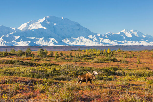 Tundra photos from Alaska's Interior and Arctic landscape.