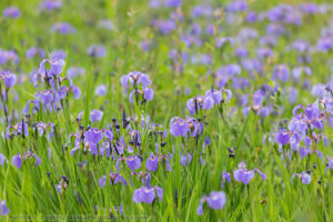Alaska wildflower photos and natural history information.