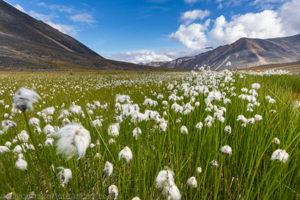 Tundra photos from Alaska's Interior and Arctic landscape.